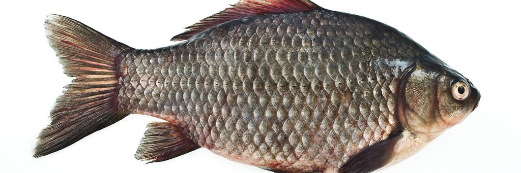 ¿Cómo pescar carpas? Técnicas y consejos